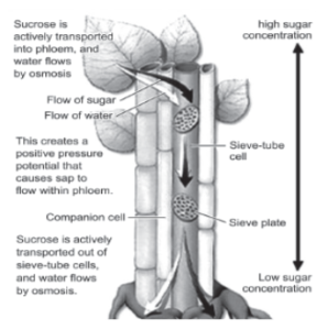 Life Processes Important Questions for CBSE Class 10 Science Chapter 5